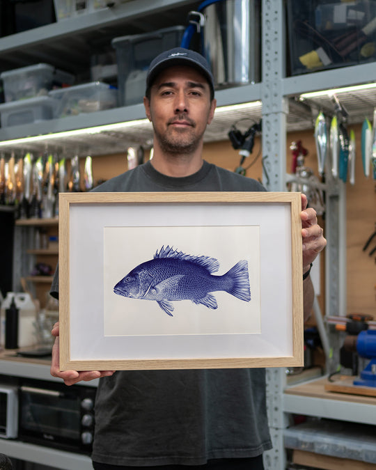 Mangrove Jack Art Print | Fish Art — Malosi – Malosi Studio