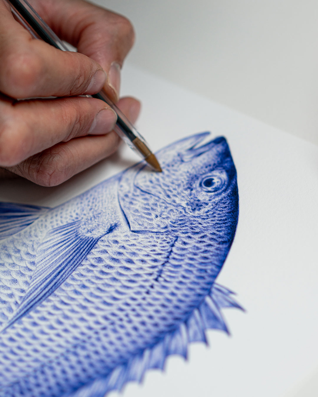 Bream Art Print – Malosi Studio
