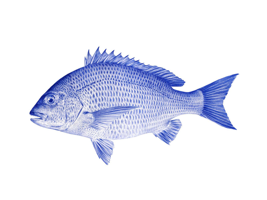 Bream Art Print – Malosi Studio